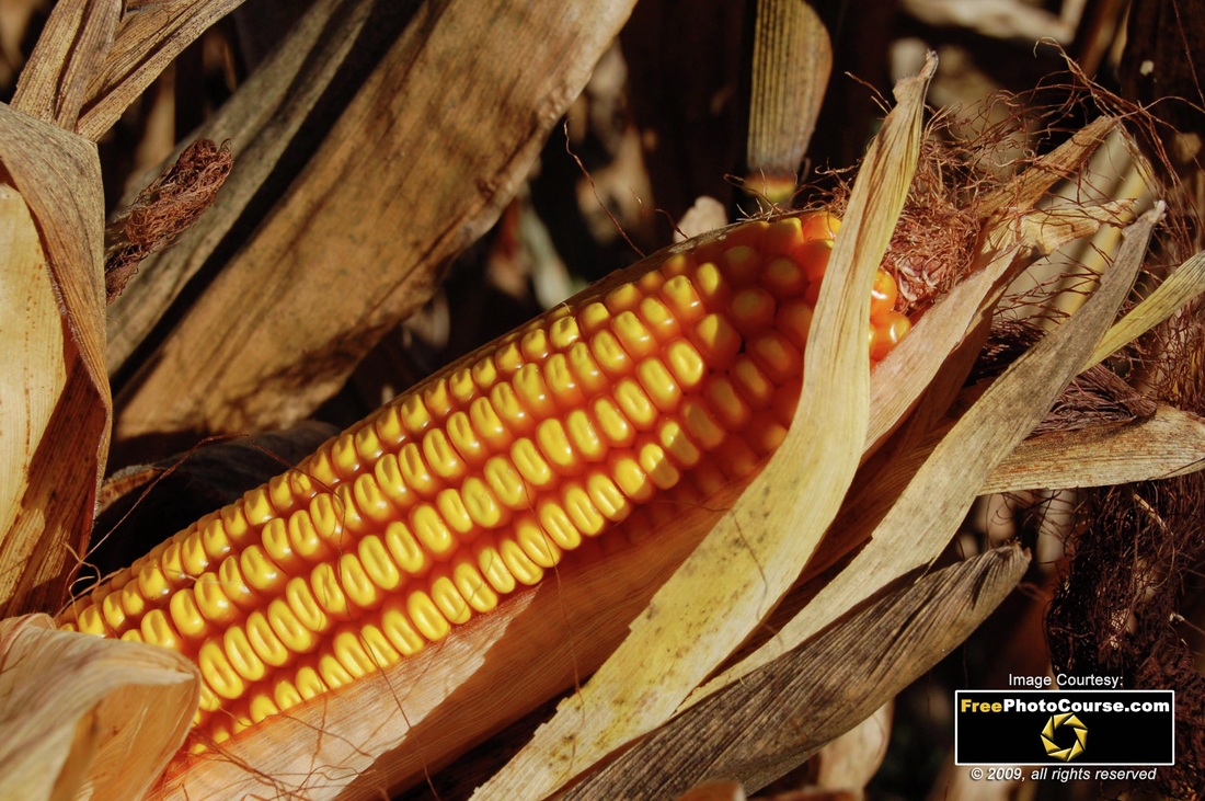 Aflatoxin corn – Alliance Ag Risk Management